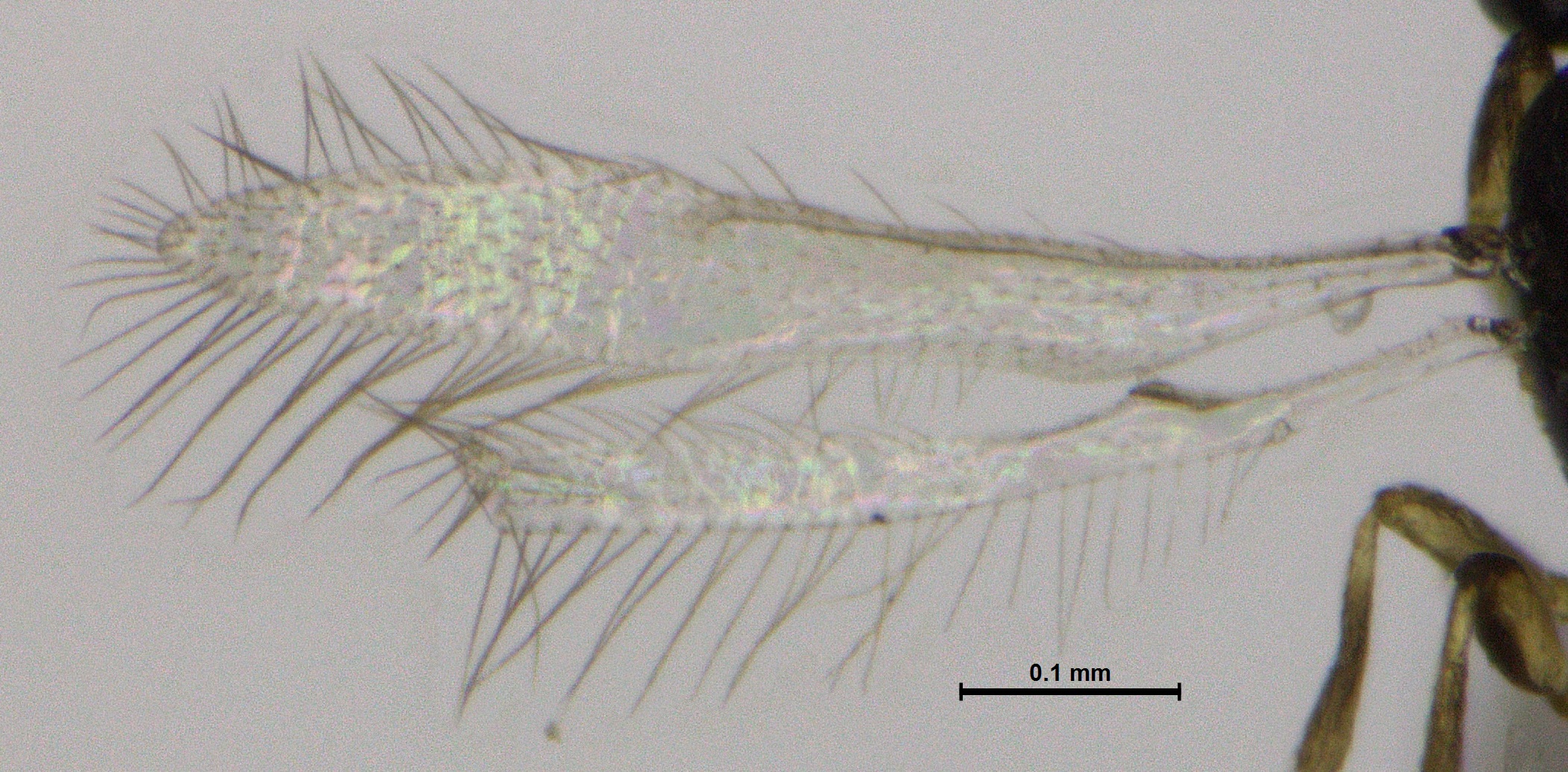 Eumicrosoma