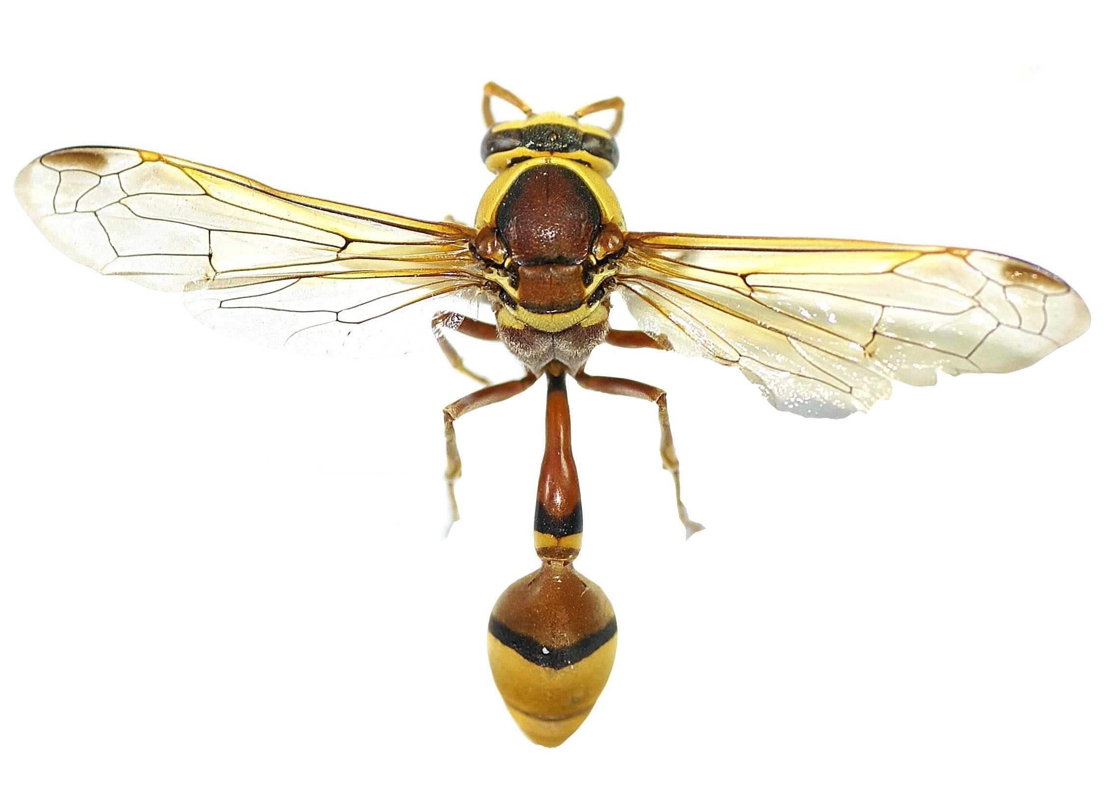 Vespidae