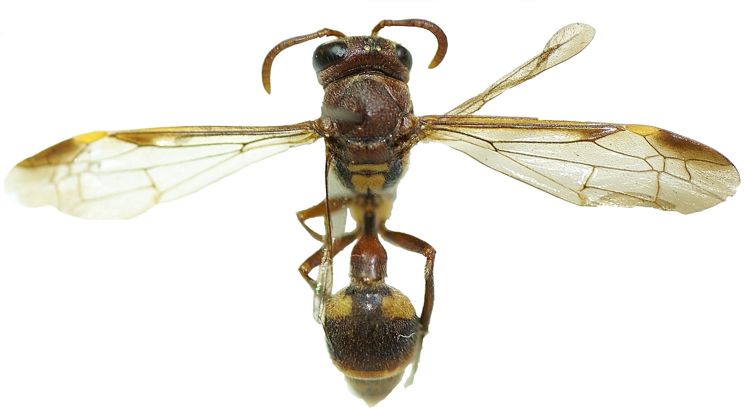 Vespidae